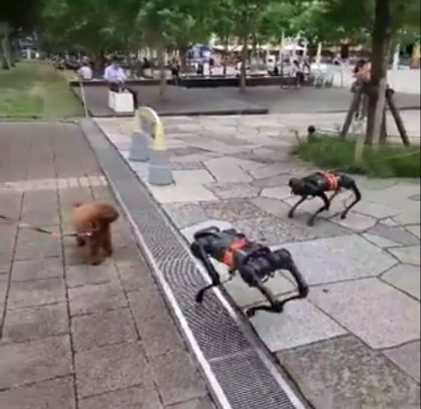 お散歩してる犬型ロボットに本当のワンちゃんが困惑!念願の対面 お散歩してる犬型ロボットに本当のワンちゃんが困惑!念願の対面