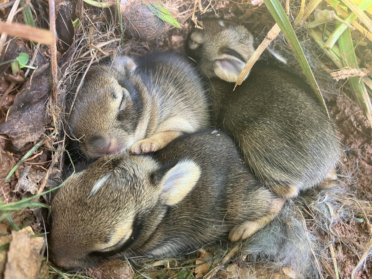 ワンちゃんが自宅の裏庭で野ウサギの赤ちゃんたちを発見!巣立つまでを見守った日々を聞いた Togetter トゥギャッター